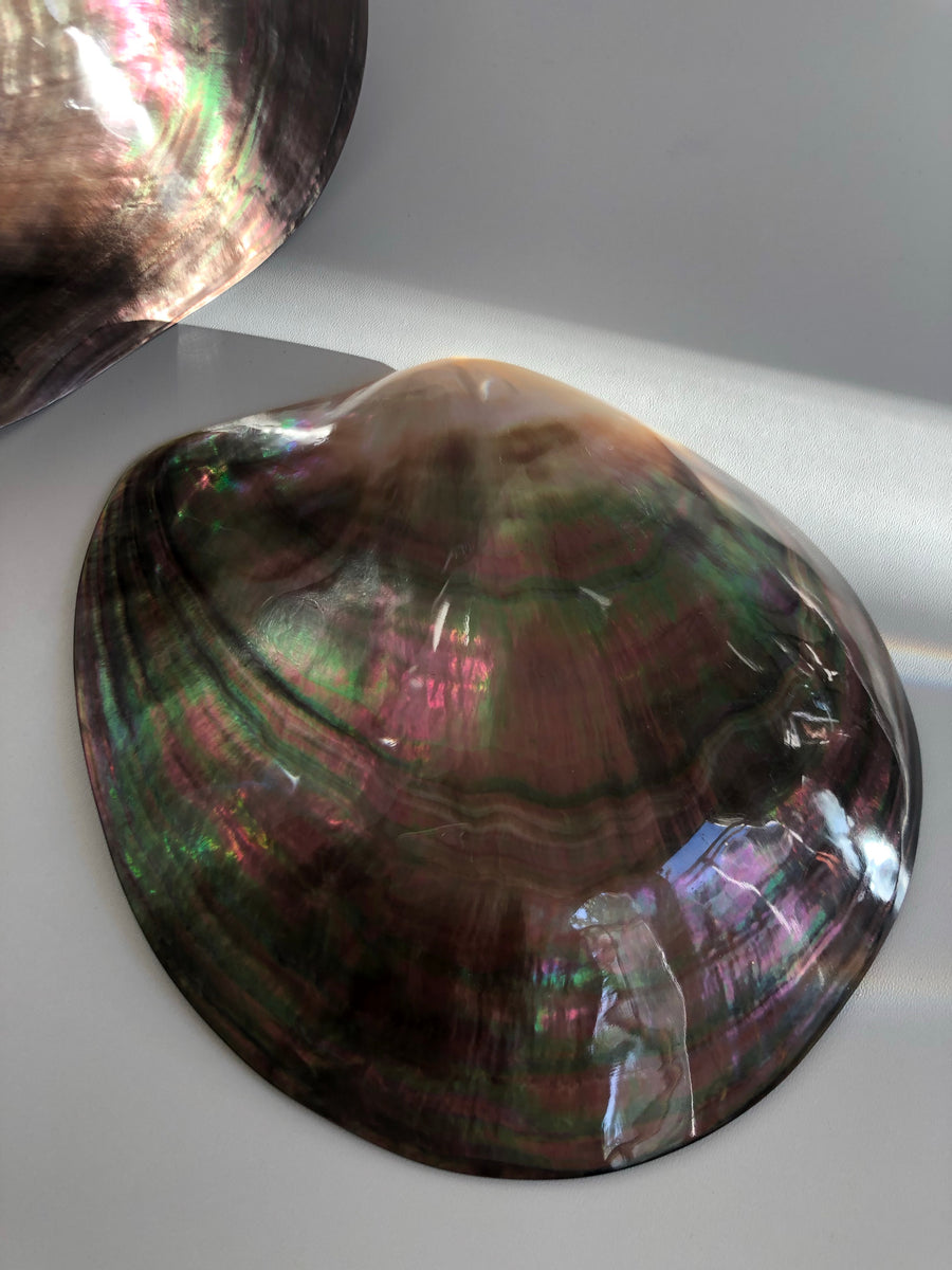 POLISHED SHELL – Oddcollectors
